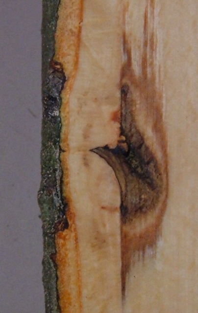 Don't Using Climbing Spikes When Pruning Trees